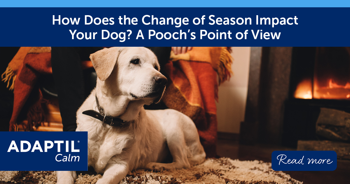 How Does the Change of Season Impact Your Dog? A Pooch’s Point of View